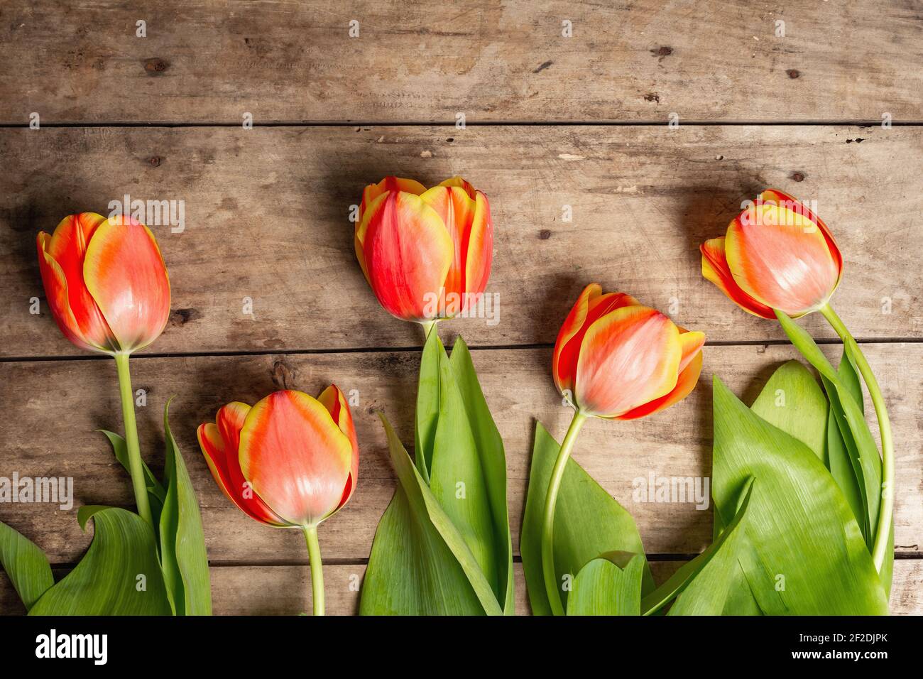 A festive bouquet of fresh tulips on a vintage wooden table. Spring ...