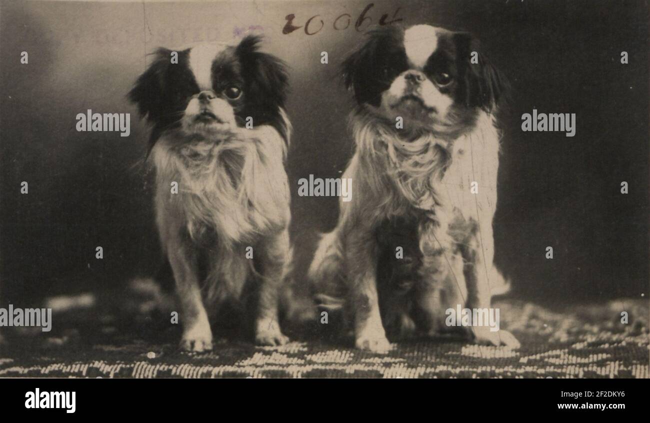 Historic spaniels hi-res stock photography and images - Alamy