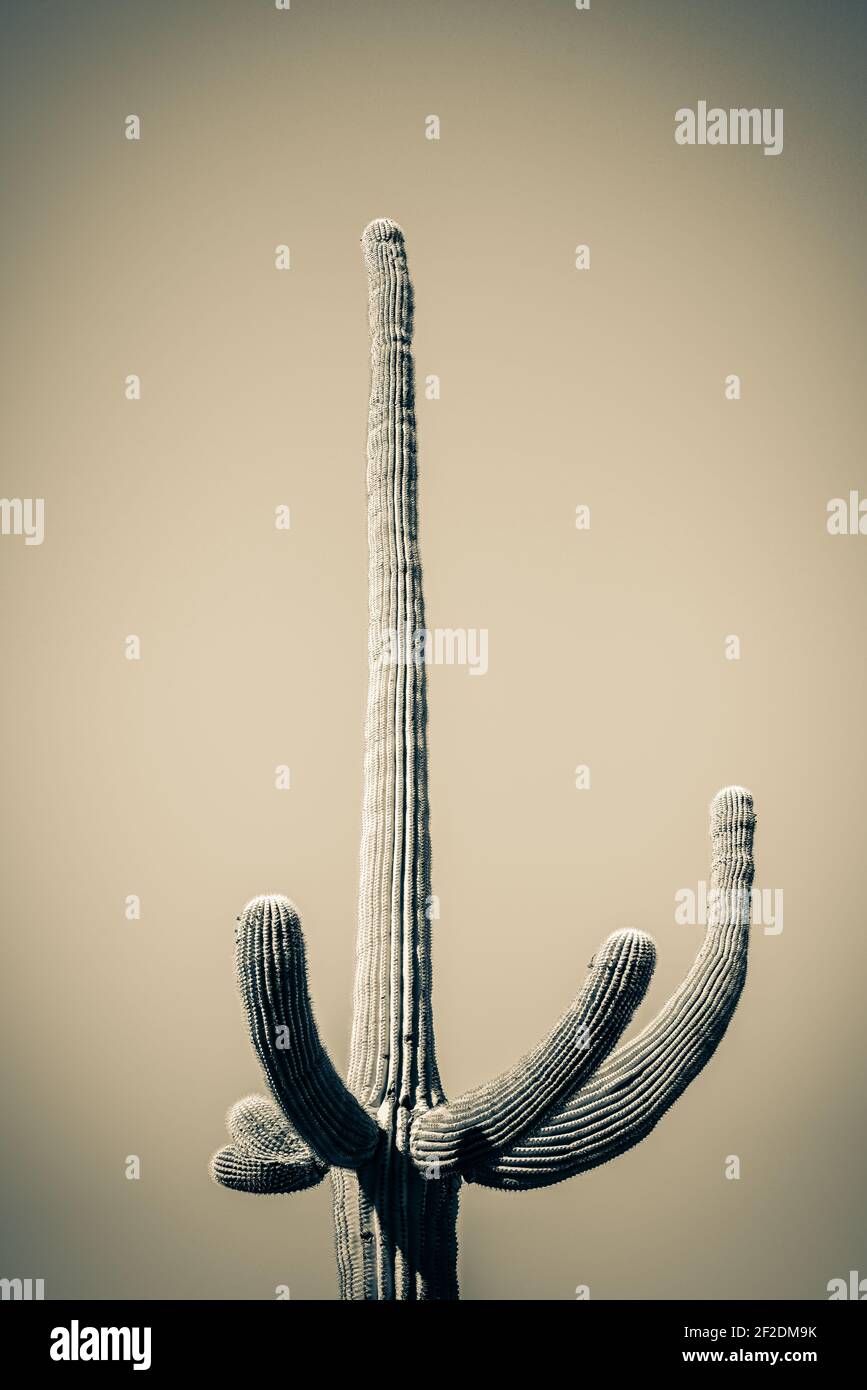 Cactus arms hi-res stock photography and images - Alamy