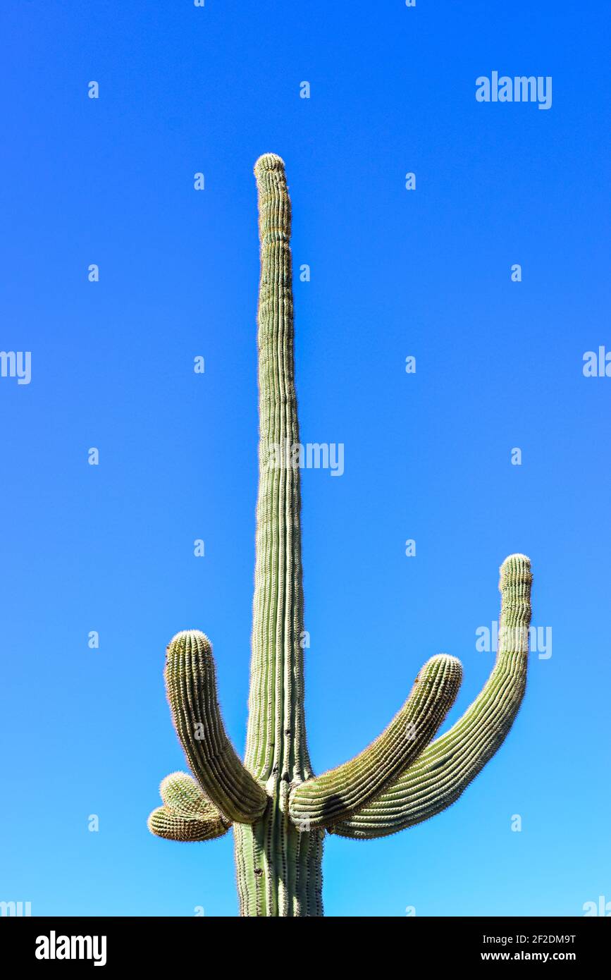 Cactus arms hi-res stock photography and images - Alamy