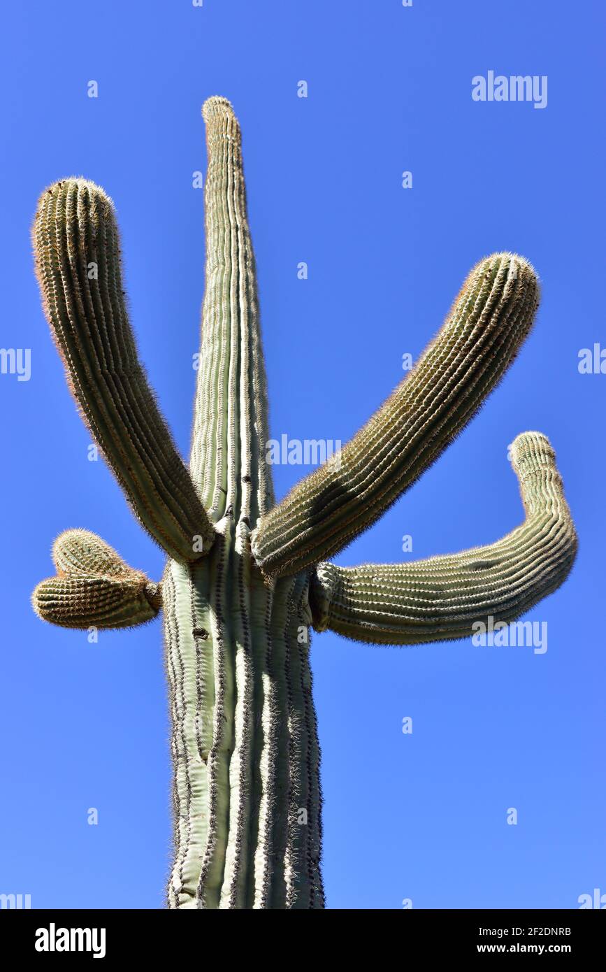 Multi arms cactus hi-res stock photography and images - Alamy
