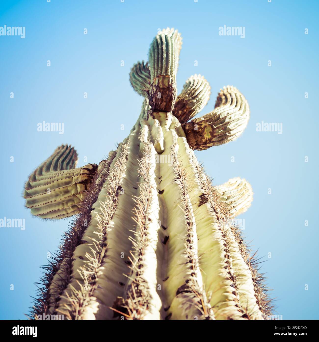 A skyward view of the ribs and spines of a saguaro cactus's uplifted ...