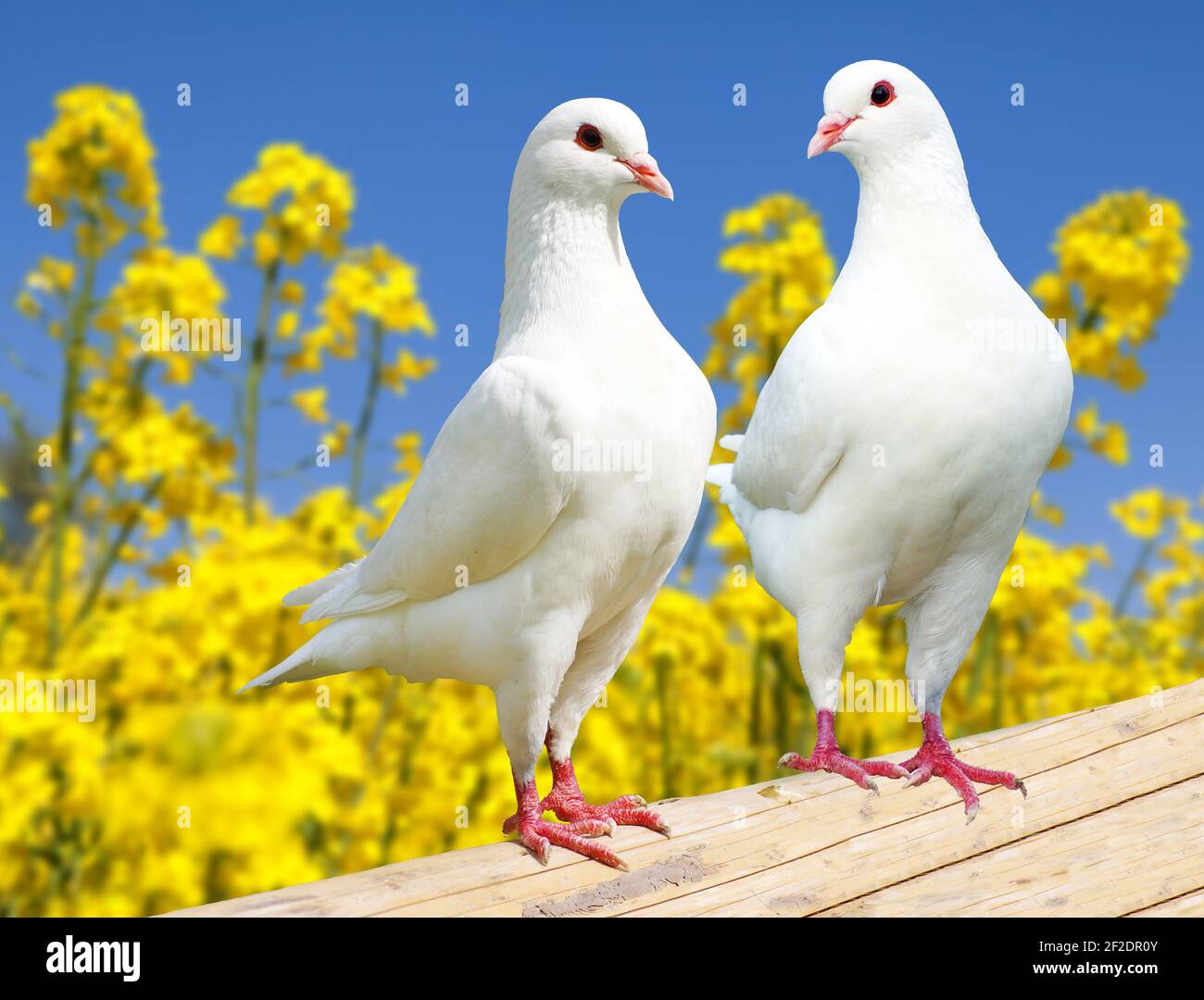 Golden heart pigeon hi-res stock photography and images - Alamy