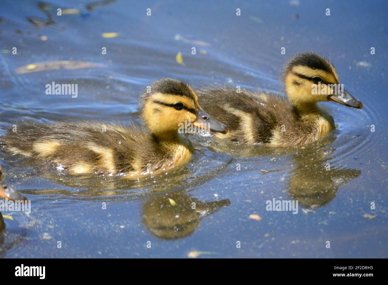 Two Mallard ducklings make their way across the pond Stock Photo - Alamy