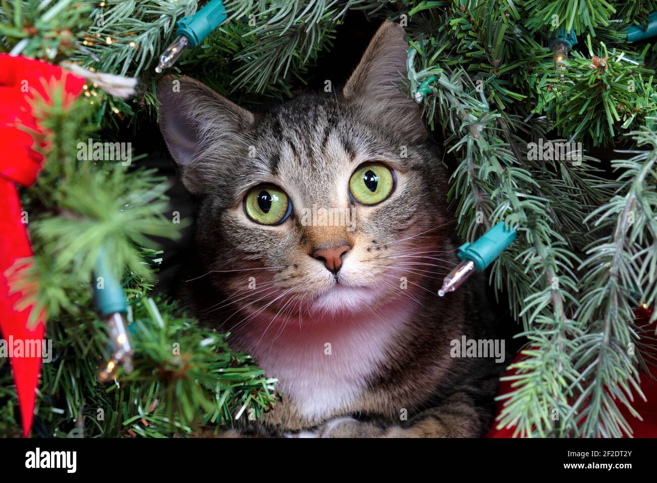 Concept family tree hi-res stock photography and images - Alamy