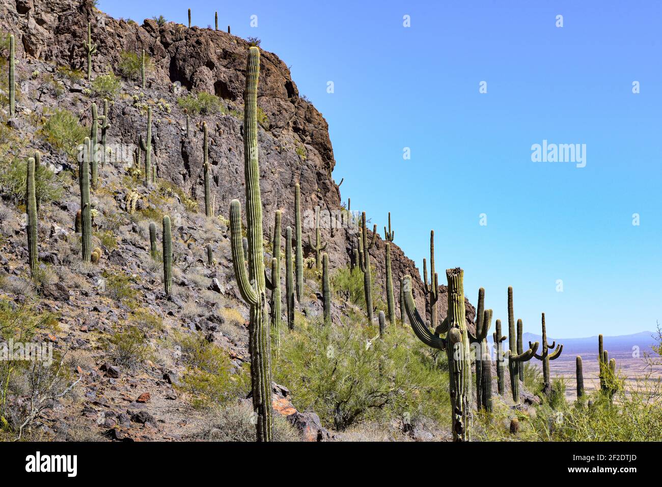 Grow 10 52 feet tall hi-res stock photography and images - Alamy