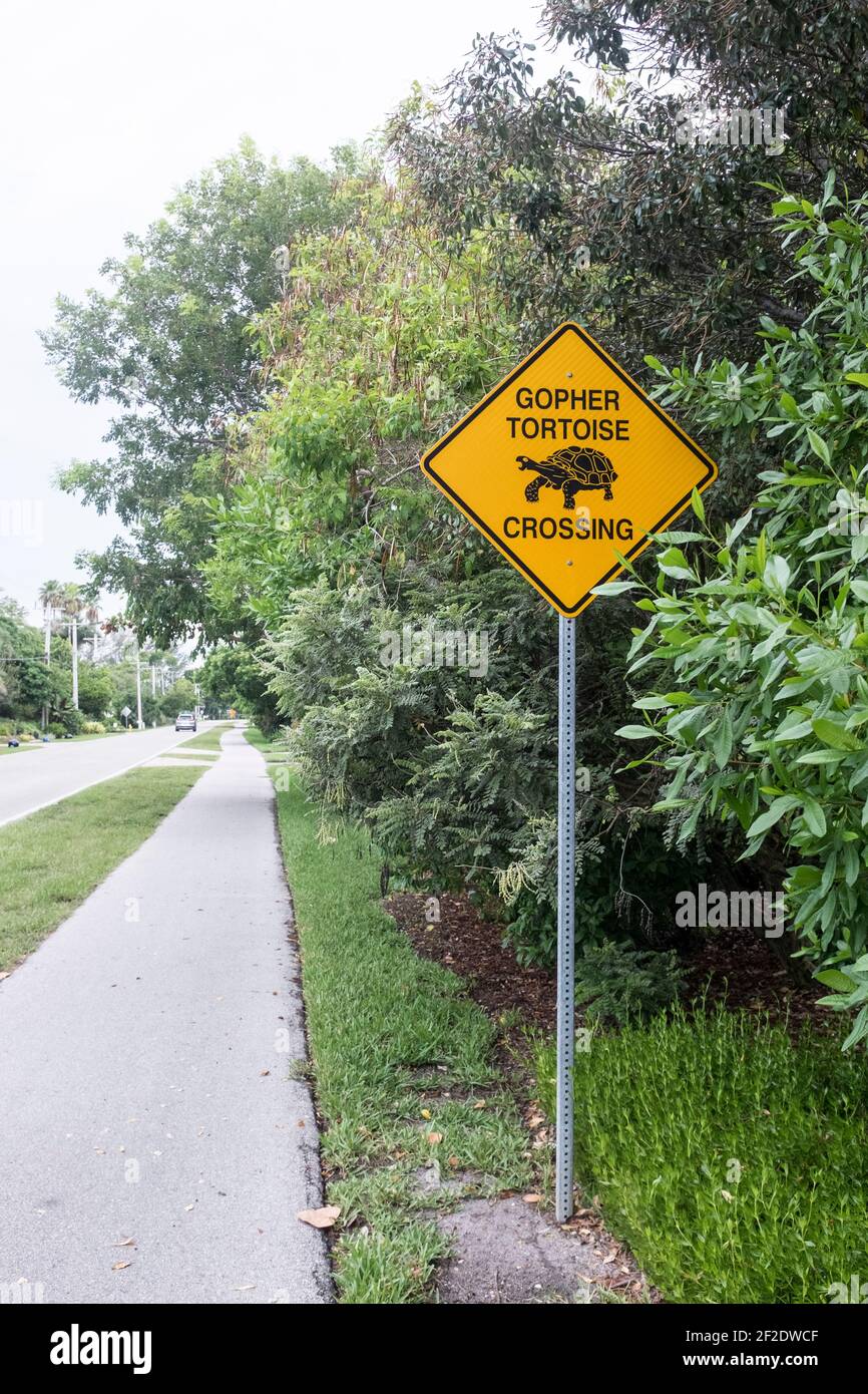 Wildlife photos of a gopher tortoise hi-res stock photography and ...
