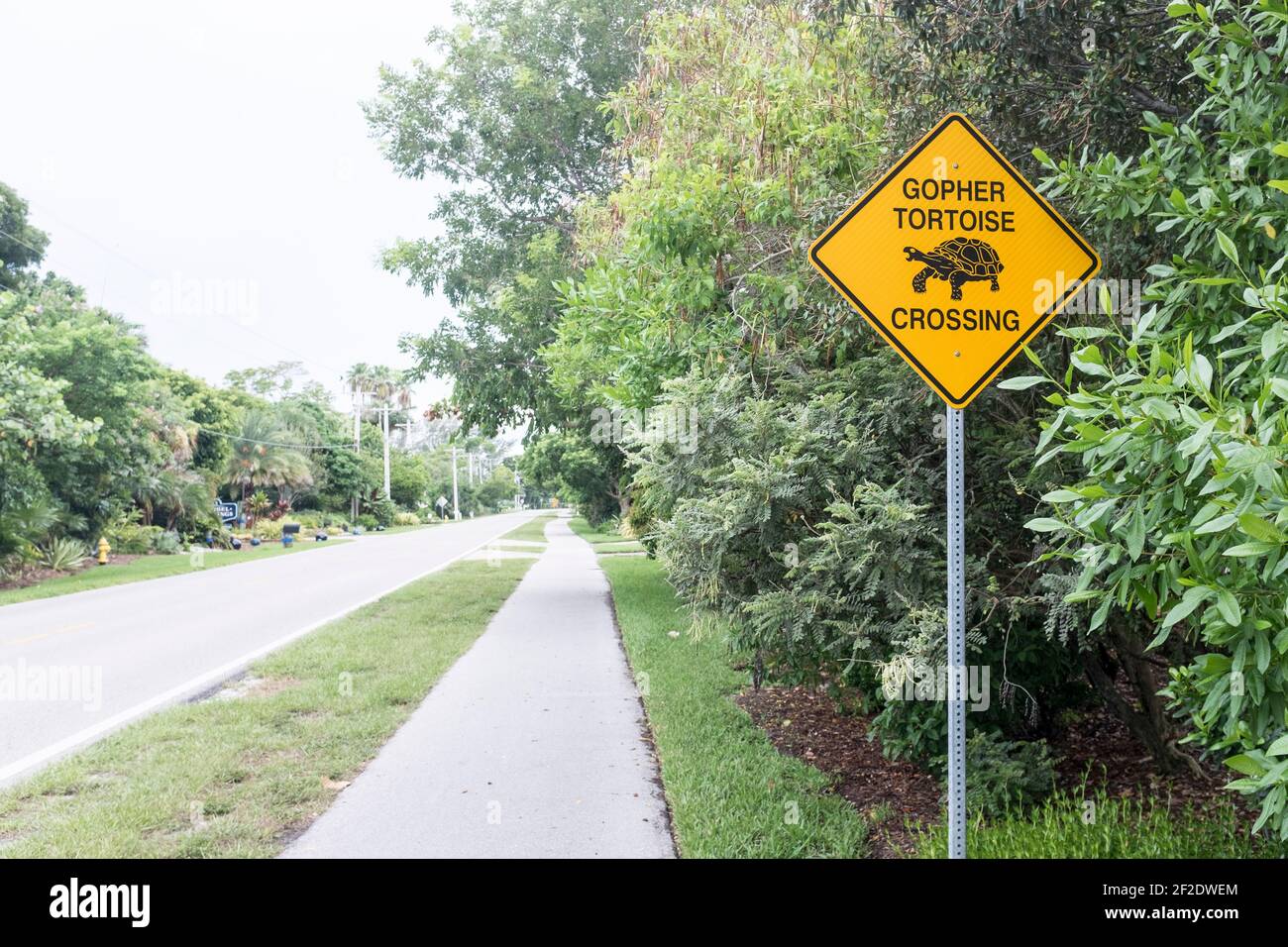 A deserted road and a Gopher Tortoise Crossing Sign - Sanibel Island ...