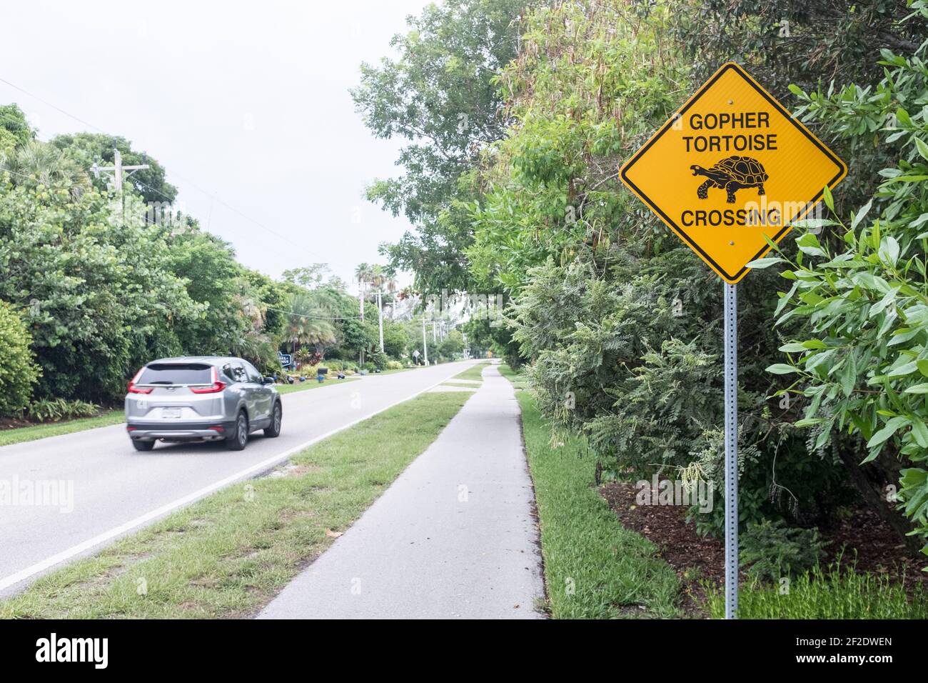 Wildlife photos of a gopher tortoise hi-res stock photography and ...