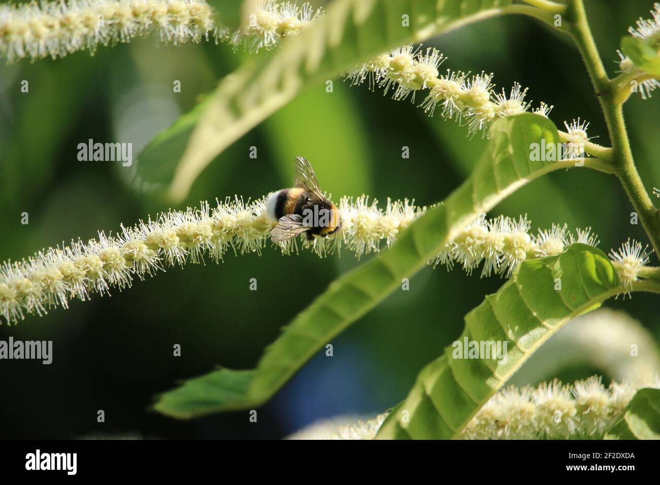 Harveesting hi-res stock photography and images - Alamy