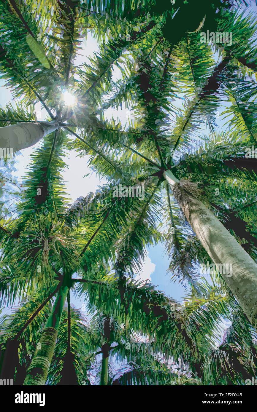 Florida royal palm Stock Vector Images - Alamy