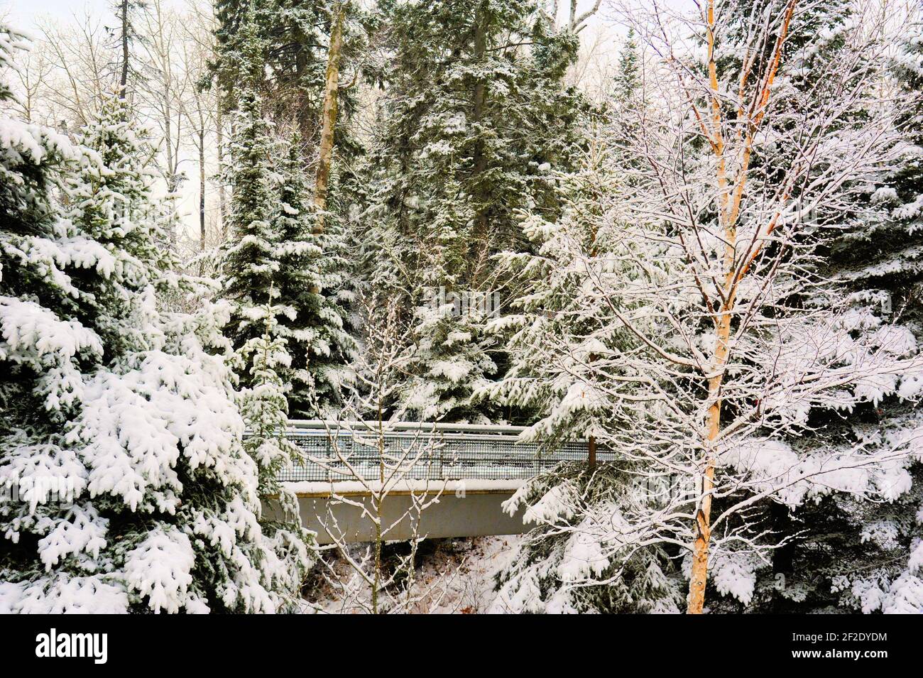 Canadian forest edge hi-res stock photography and images - Alamy