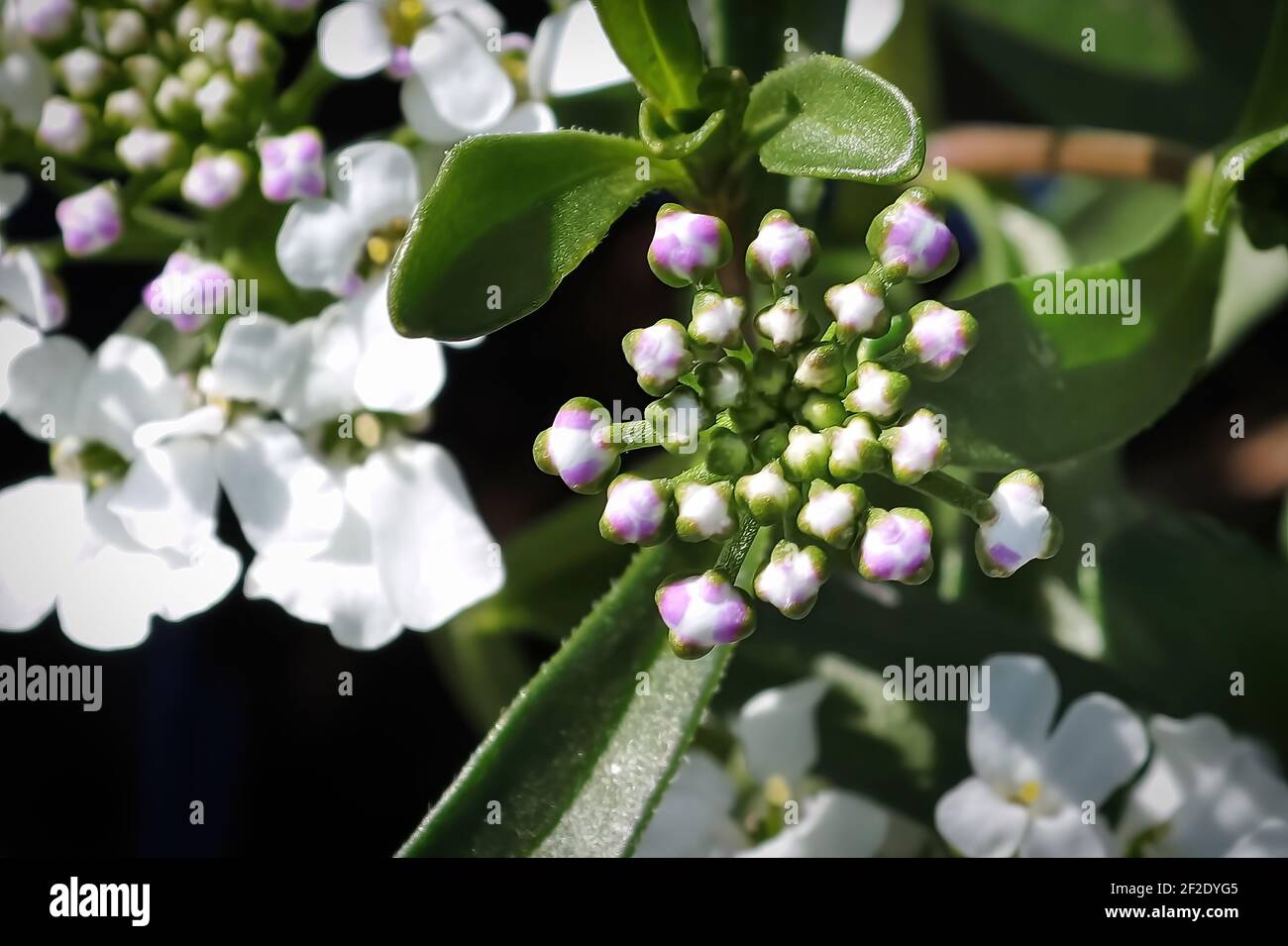 Candytuft container hi-res stock photography and images - Alamy