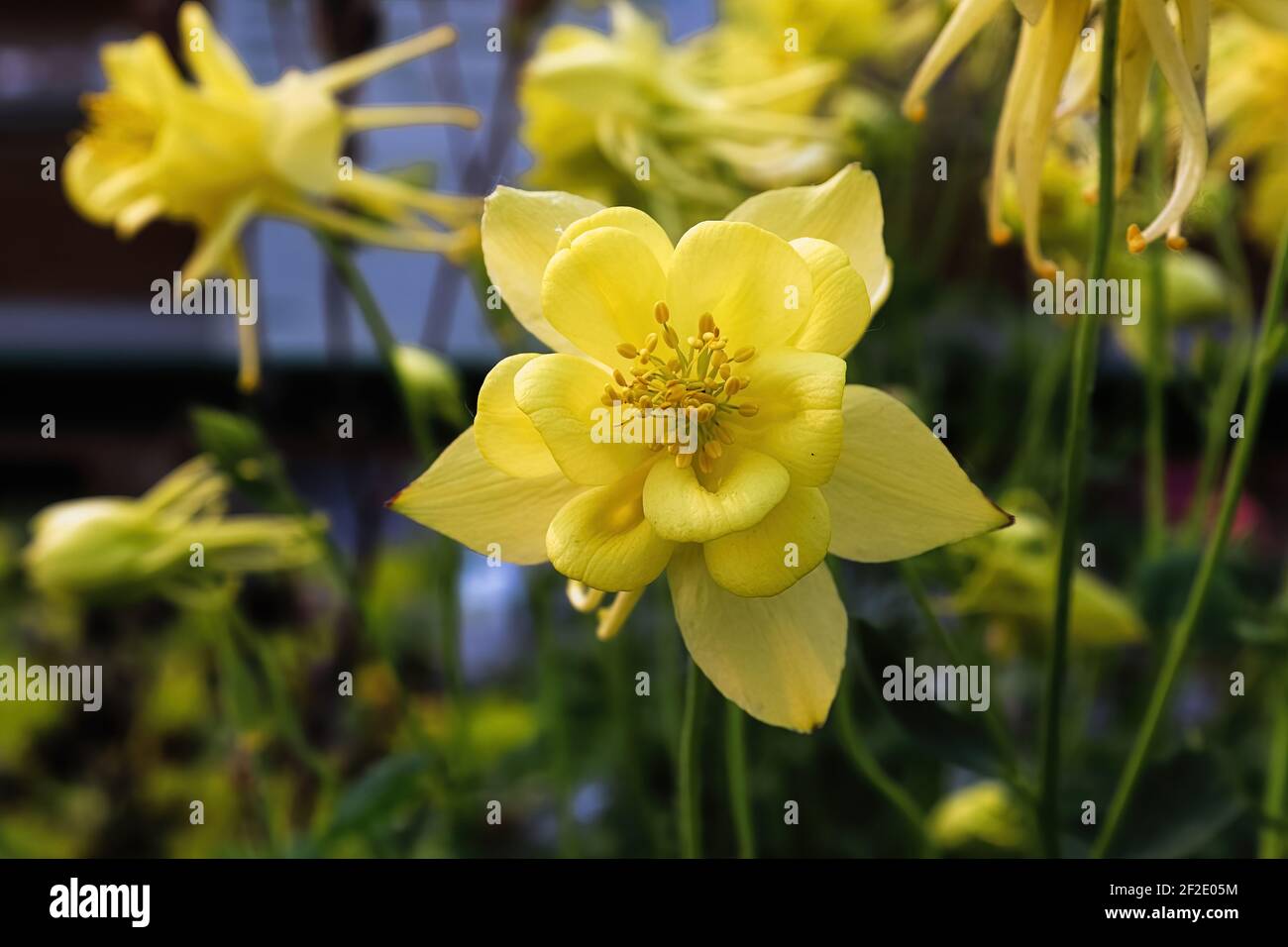 Yellow columbine flowers in full bloom in the garden Stock Photo - Alamy