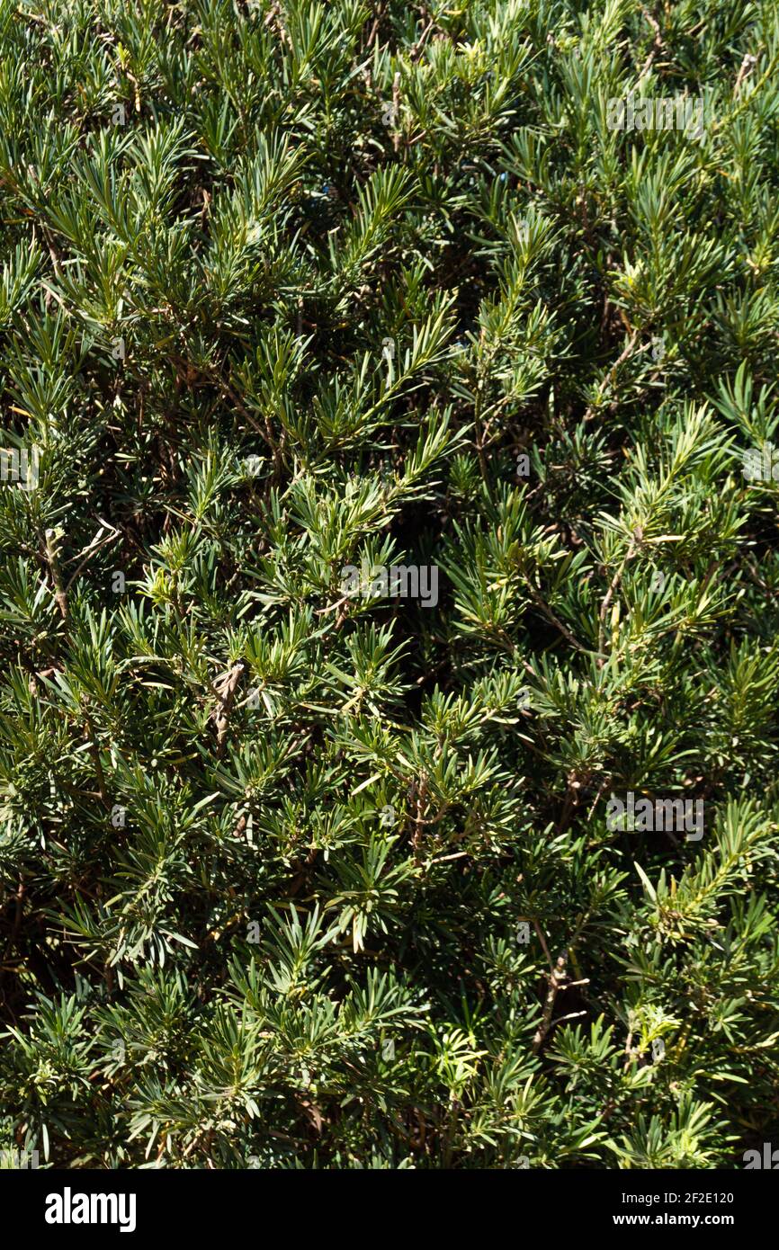 pine tree background, biodiverse background, pine tree, nature. green ...