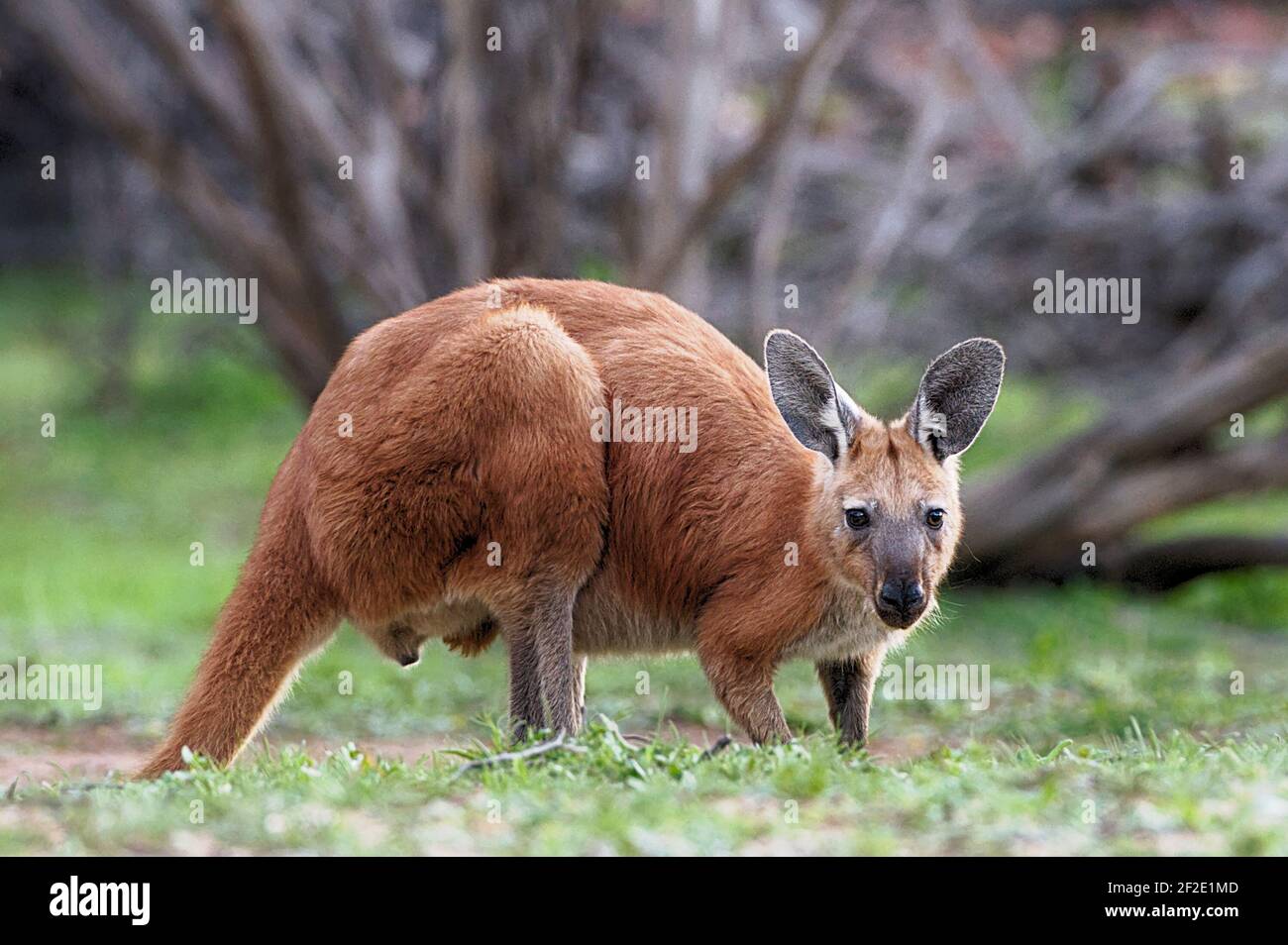 Red kangaroo australia hi-res stock photography and images - Alamy