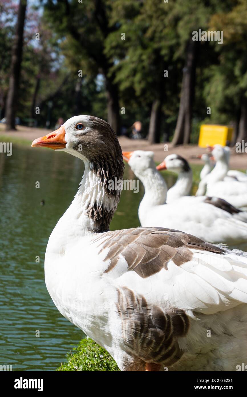 Anser.genus of anseriformes birds of the family Anatidae.geese. species ...