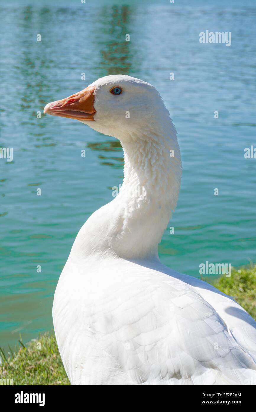 blue-eyed white goose looking straight into the camera. Anser.genus of ...
