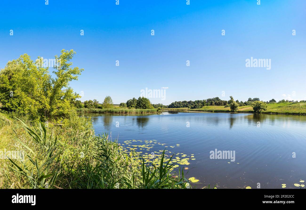 Calm pond and water plants in a beautiful summer day Stock Photo - Alamy