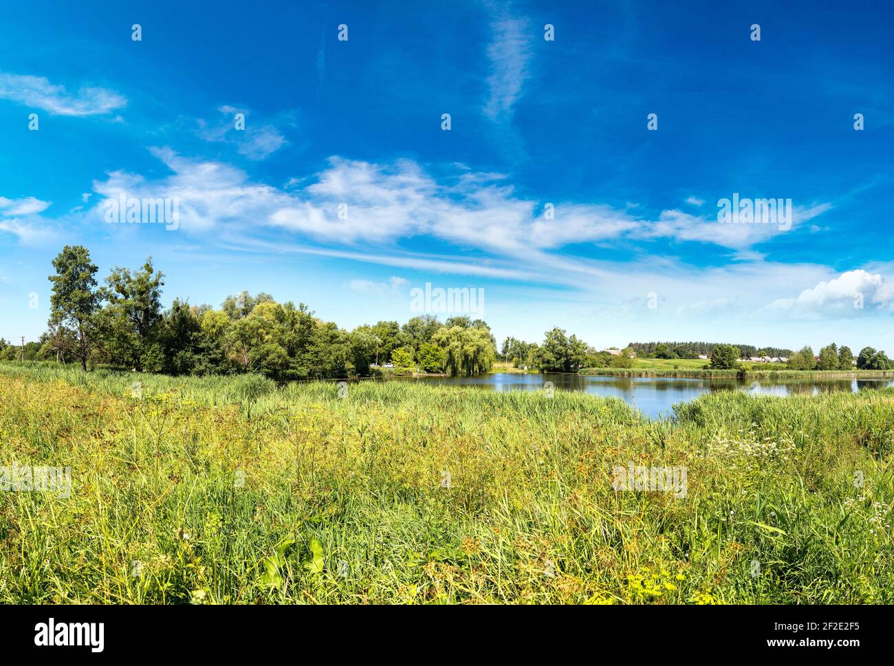 Calm pond and water plants in a beautiful summer day Stock Photo - Alamy