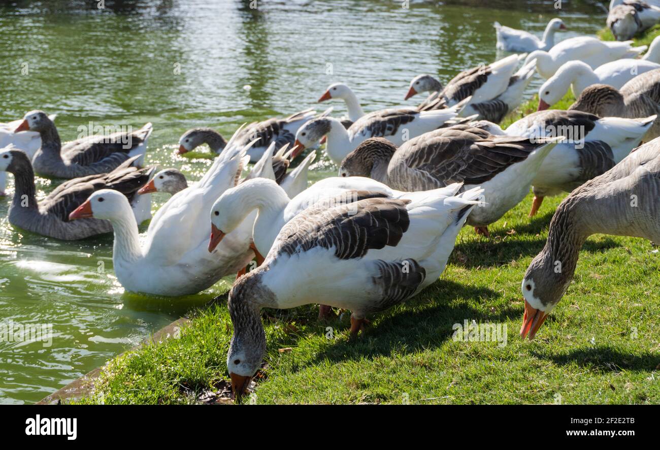 Goose jumping hi-res stock photography and images - Alamy