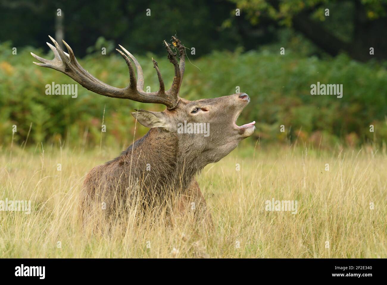 Stag of Red Deer in rut time, Deer, Cervus elaphus Stock Photo - Alamy