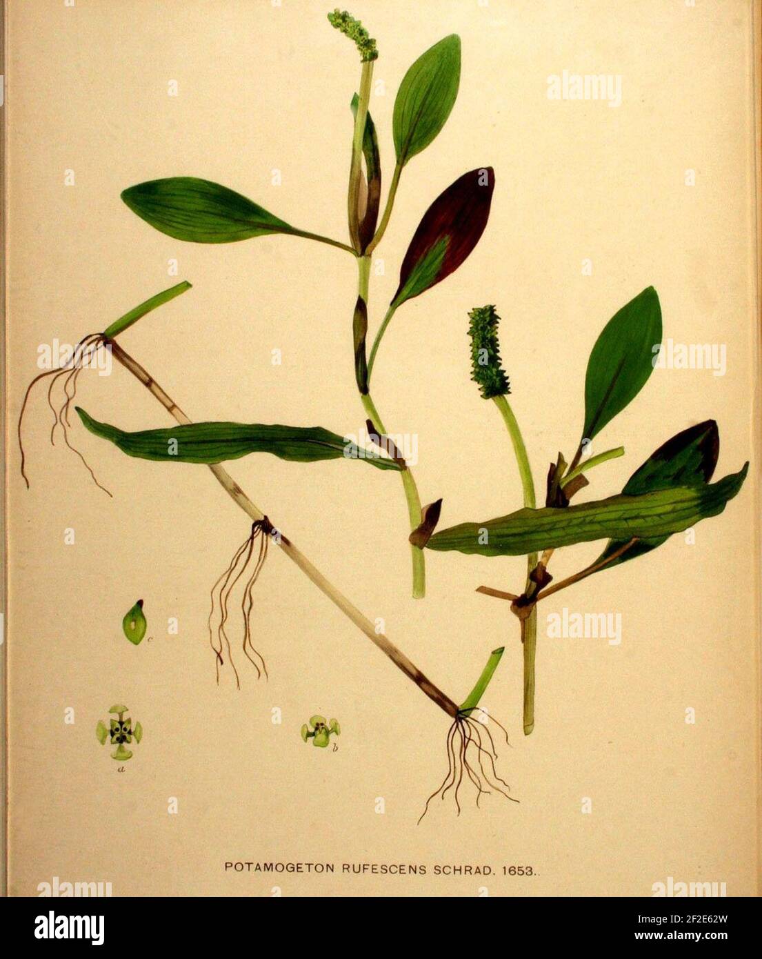 Rossig hi-res stock photography and images - Alamy