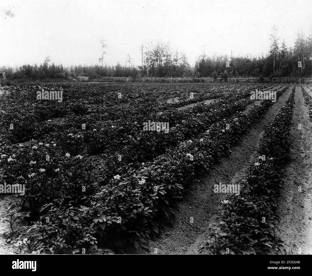 Potato fields in the town of Nenana, Alaska Stock Photo - Alamy
