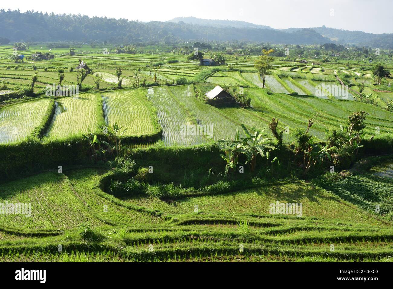 Bird view of cascade rice field with simple huts on gentle slope Stock ...