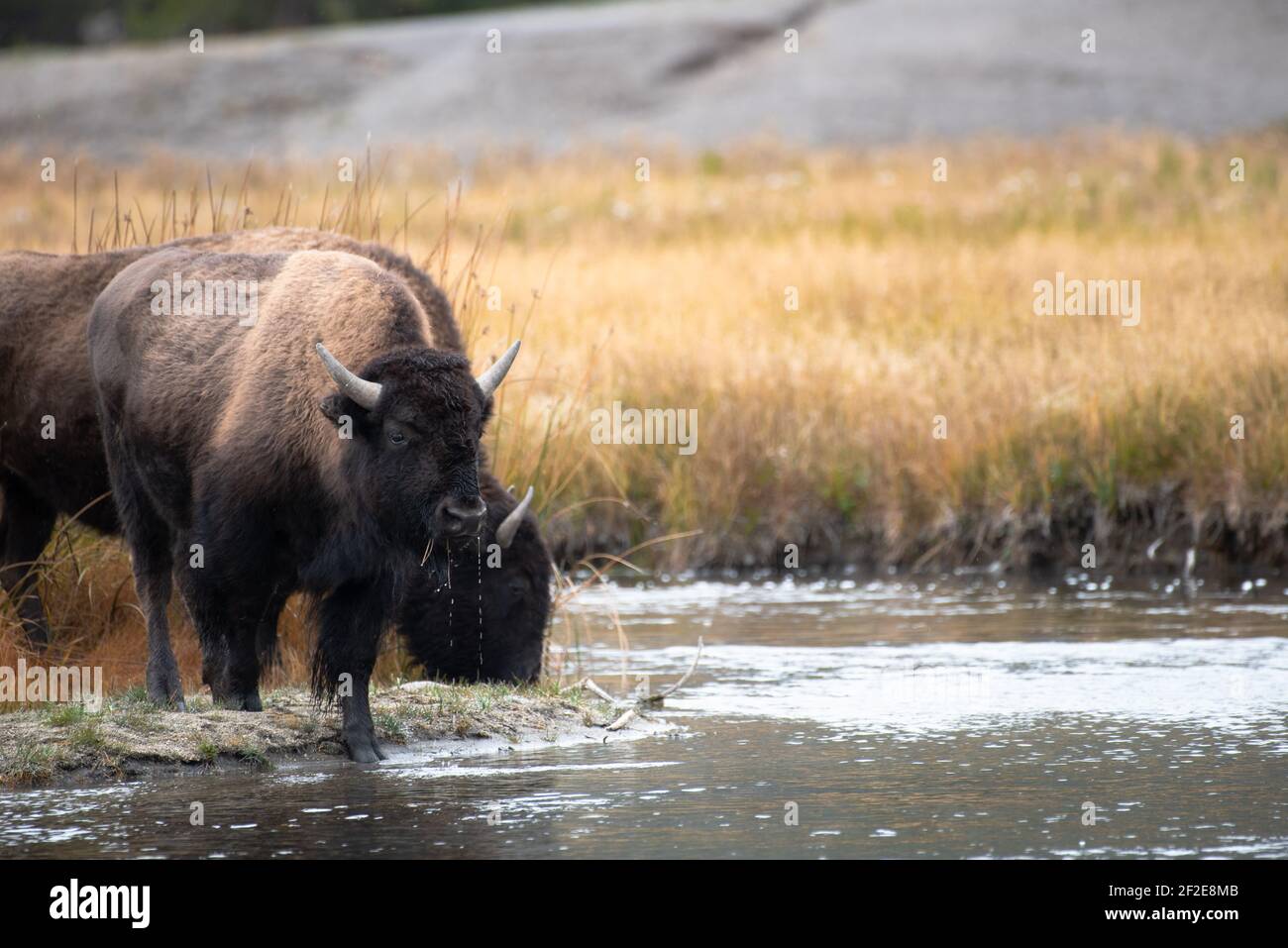 American Bison by the river Stock Photo - Alamy