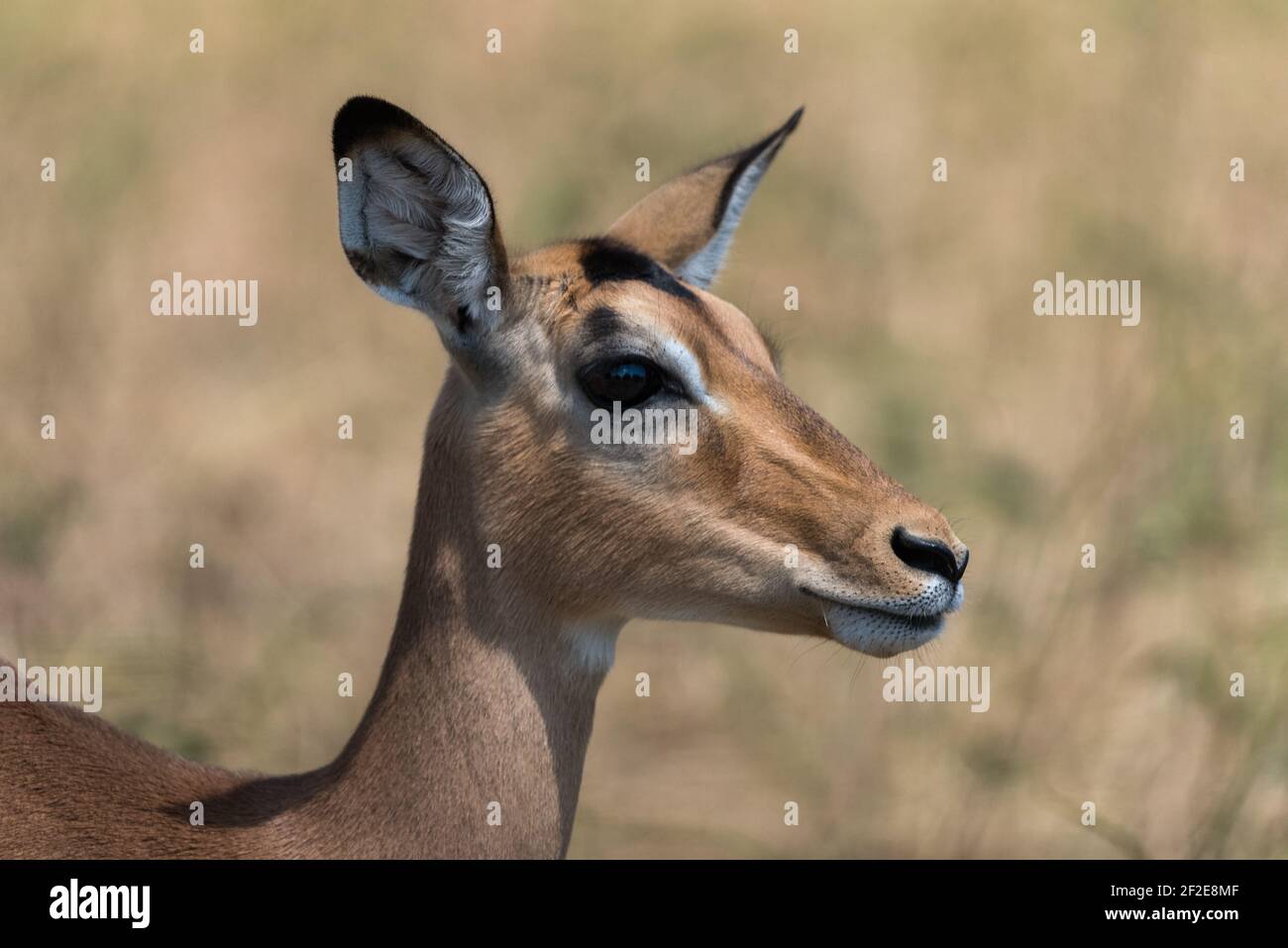 A female impala hi-res stock photography and images - Alamy
