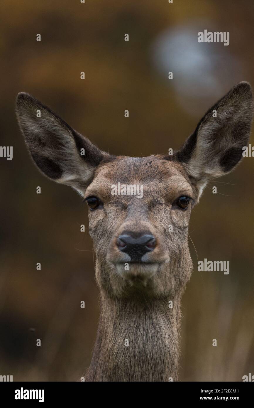 Female red deer portrait Stock Photo - Alamy