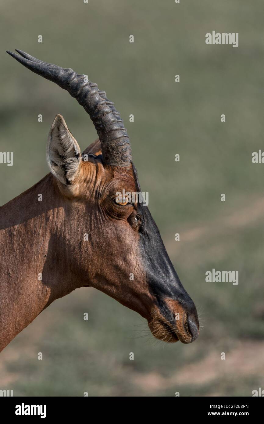 Portrait of a topi Stock Photo - Alamy