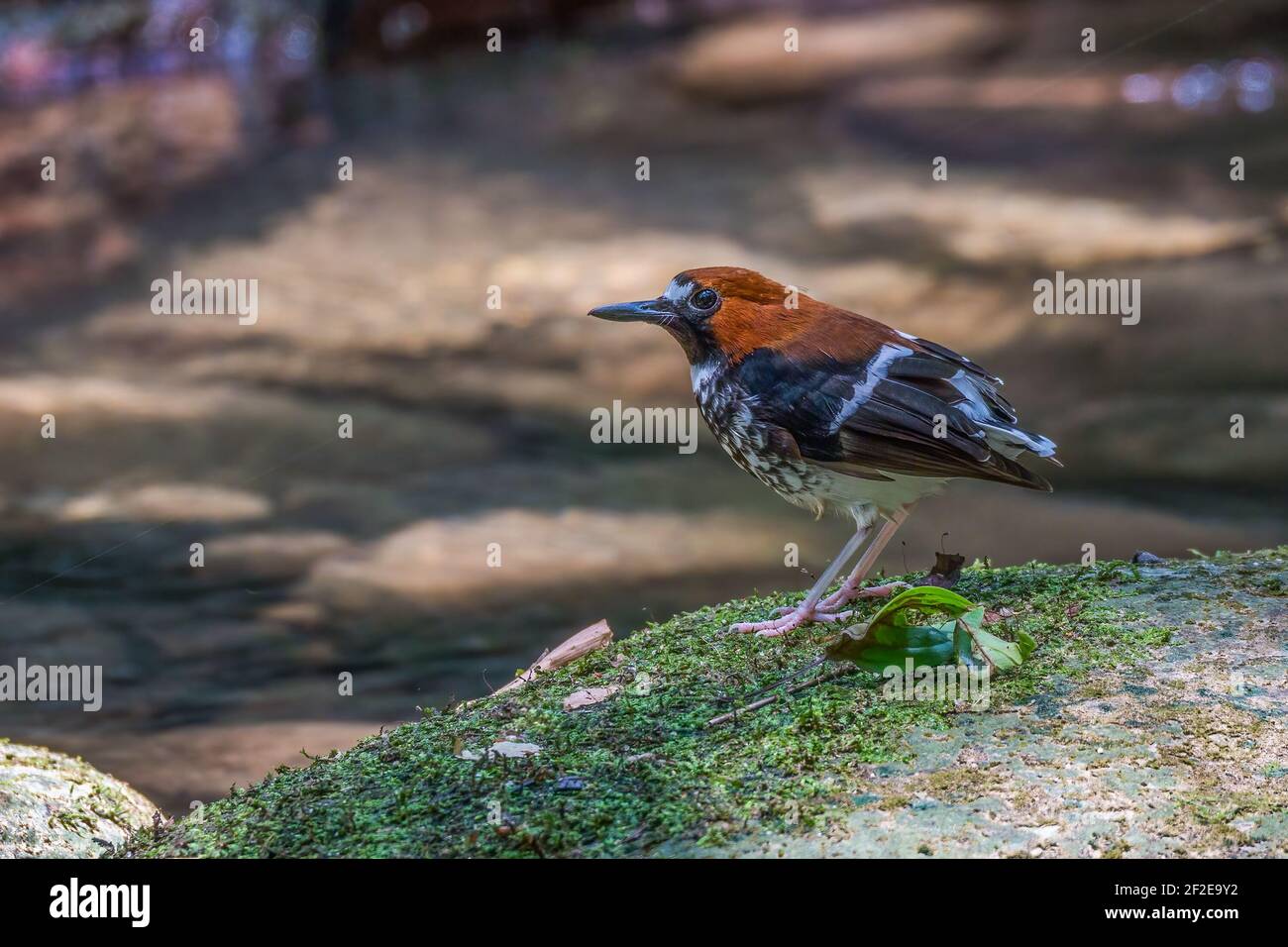 Forktail bird hi-res stock photography and images - Alamy