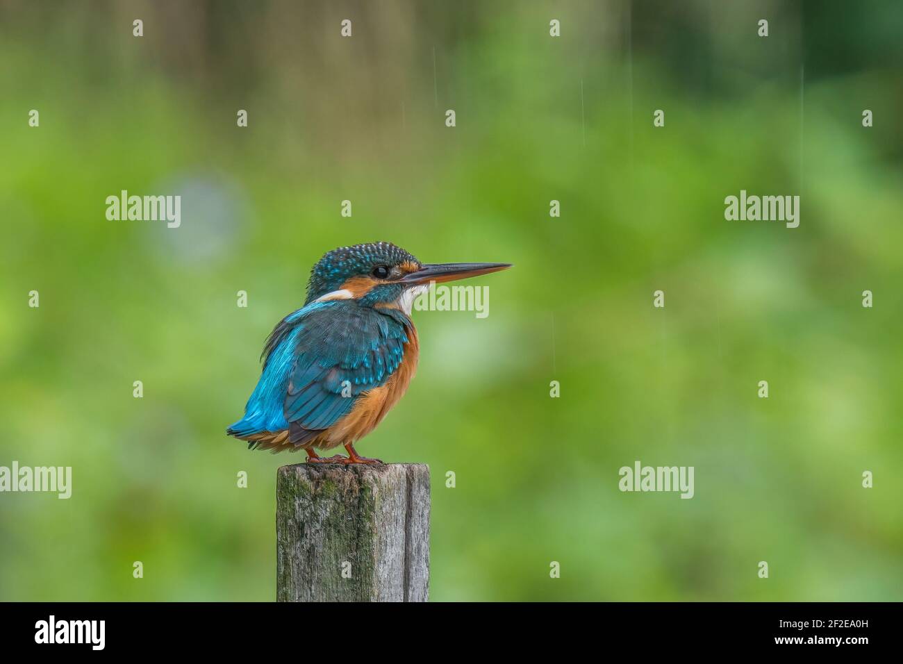 common kingfisher Alcedo atthis side profile perch on a wooden pole ...