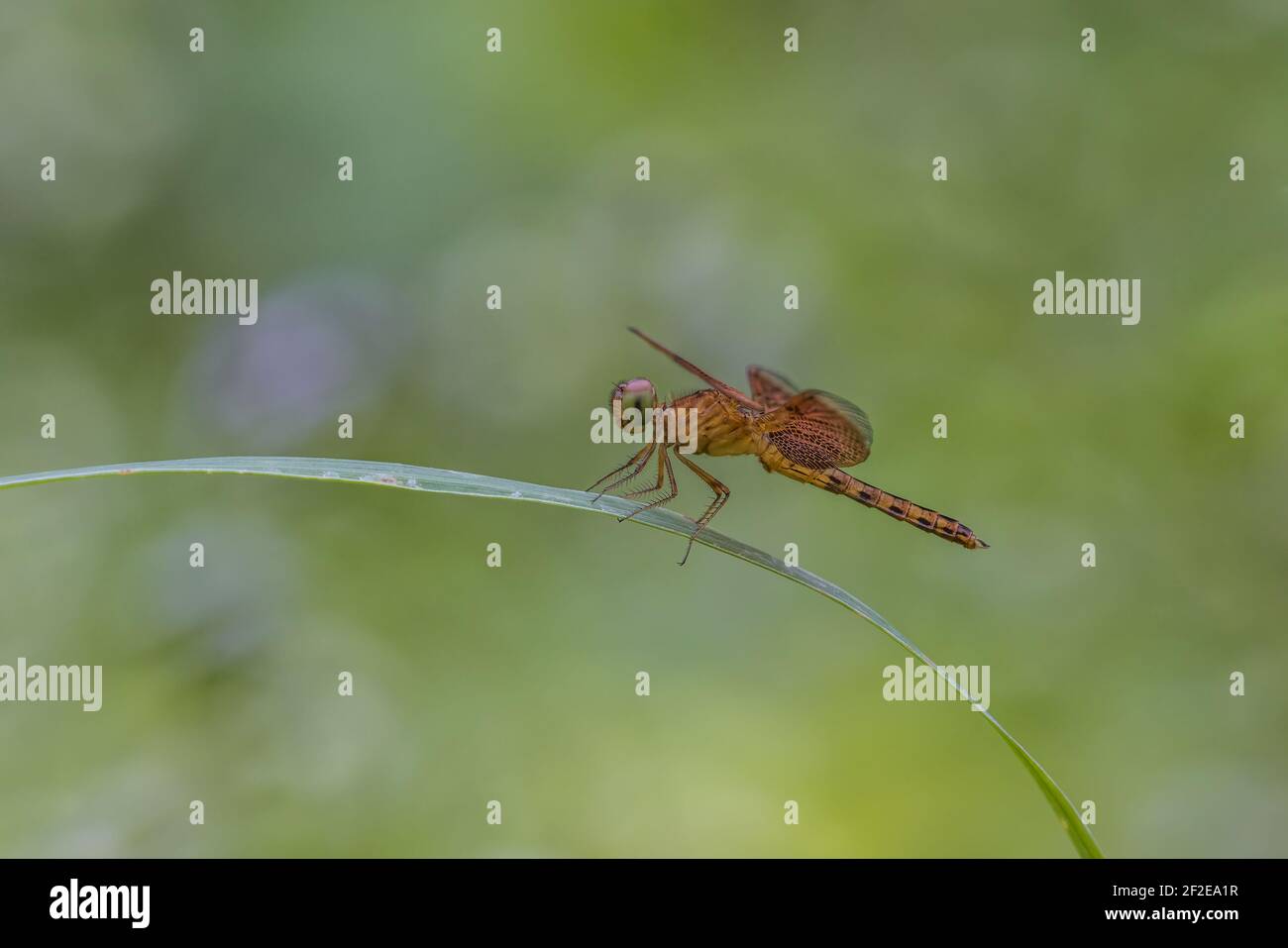 Common Parasol Neurothemis fluctuans dragonfly front profile Stock ...