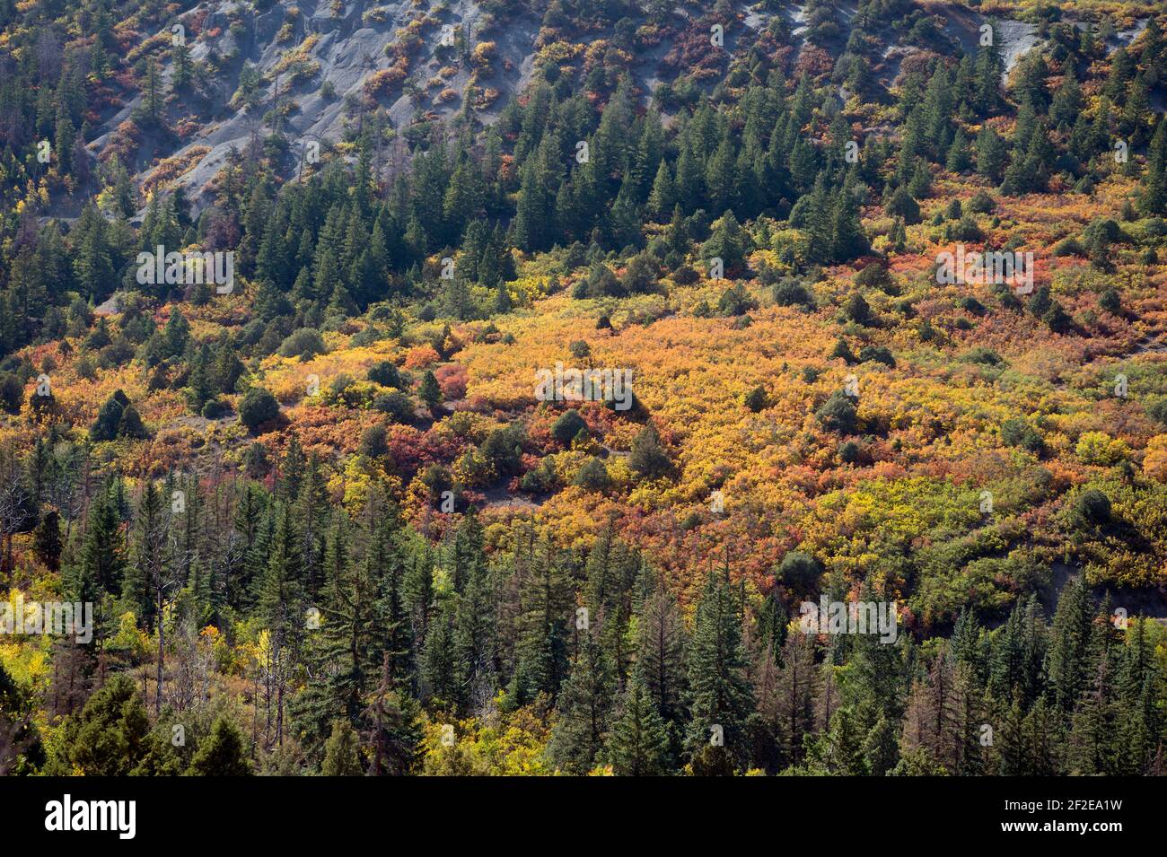 Fall color (Gambel oak) from Last Dollar Road in SW Colorado USA Stock ...