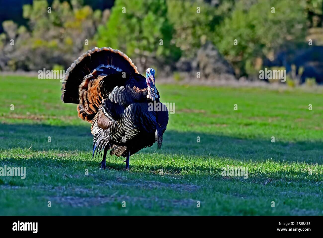 Wild Turkey - Meleagris gallopavo Stock Photo - Alamy