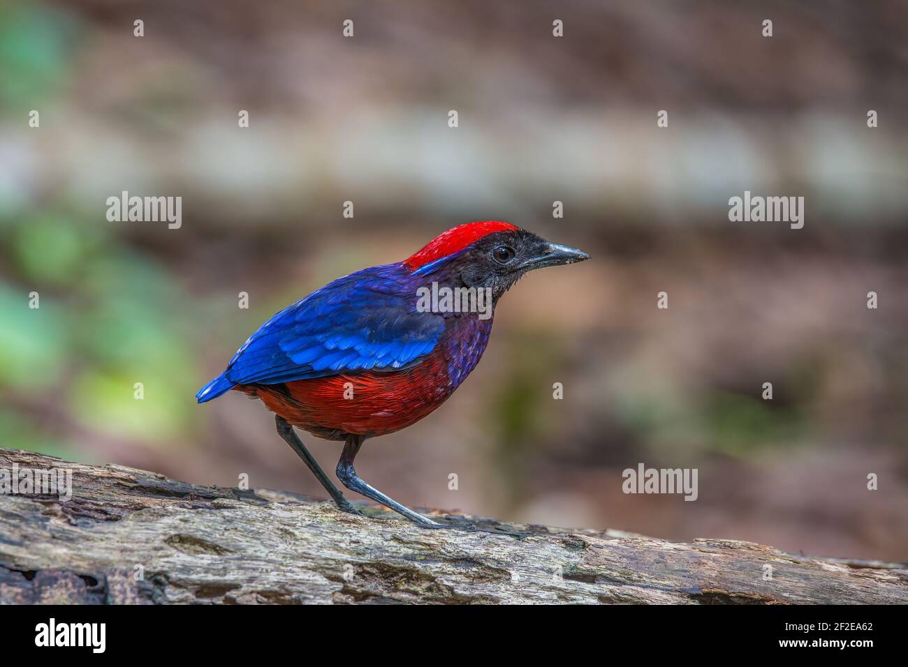 Pitta bird hi-res stock photography and images - Alamy