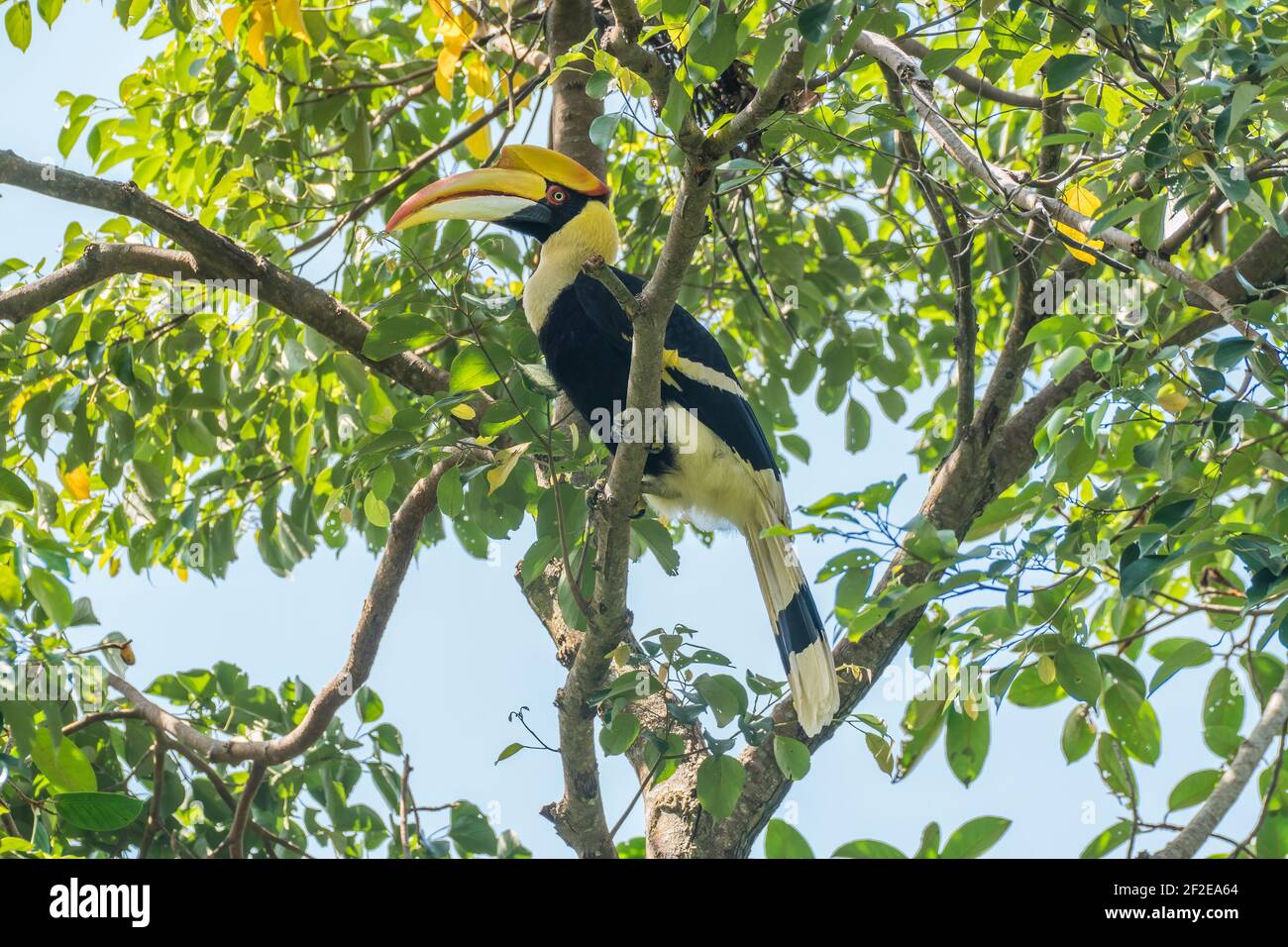 great hornbill Buceros bicornis female perch on a tree Stock Photo - Alamy