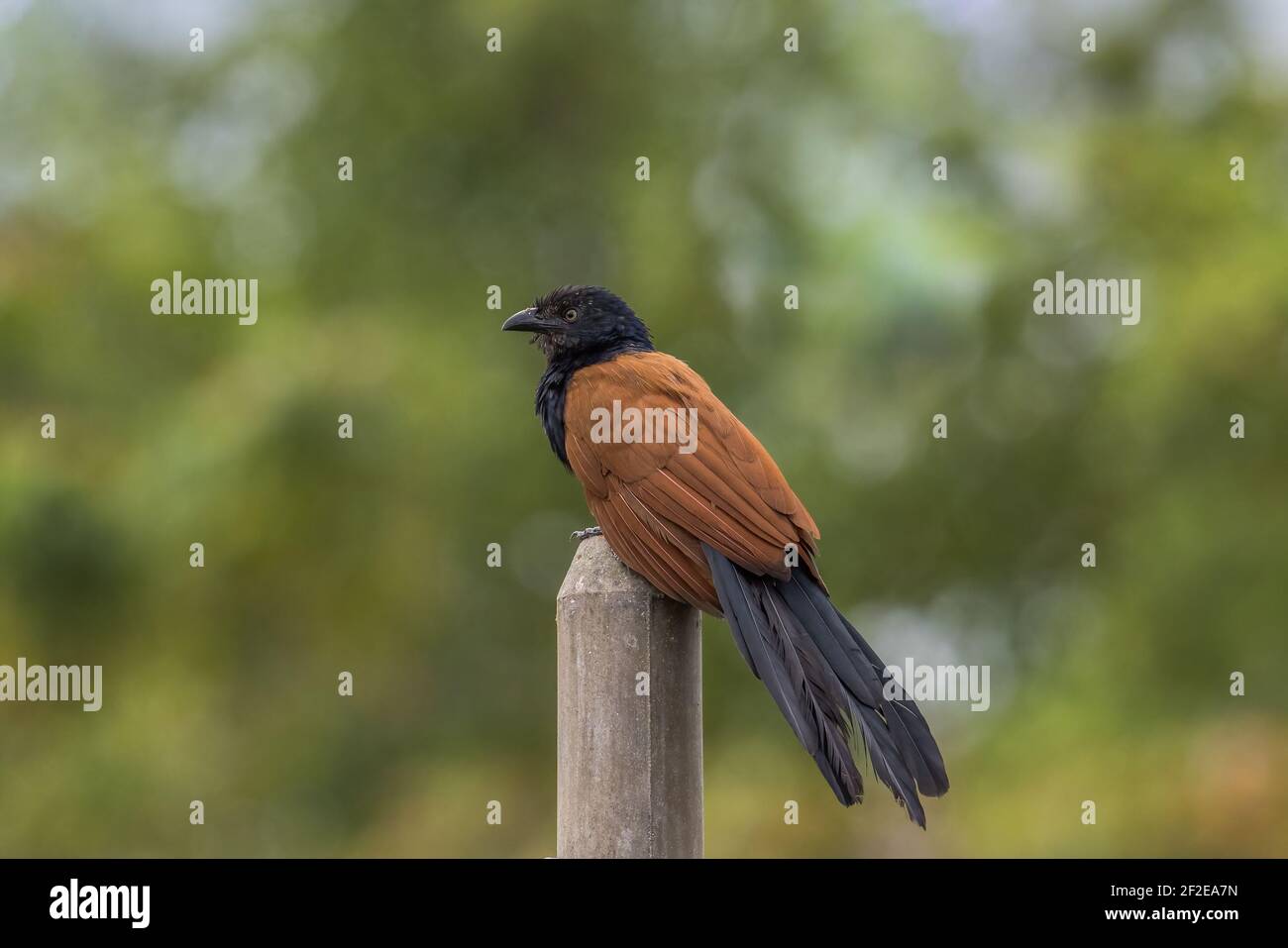 greater coucal or crow pheasant Centropus sinensis - Sub Adult perch on ...