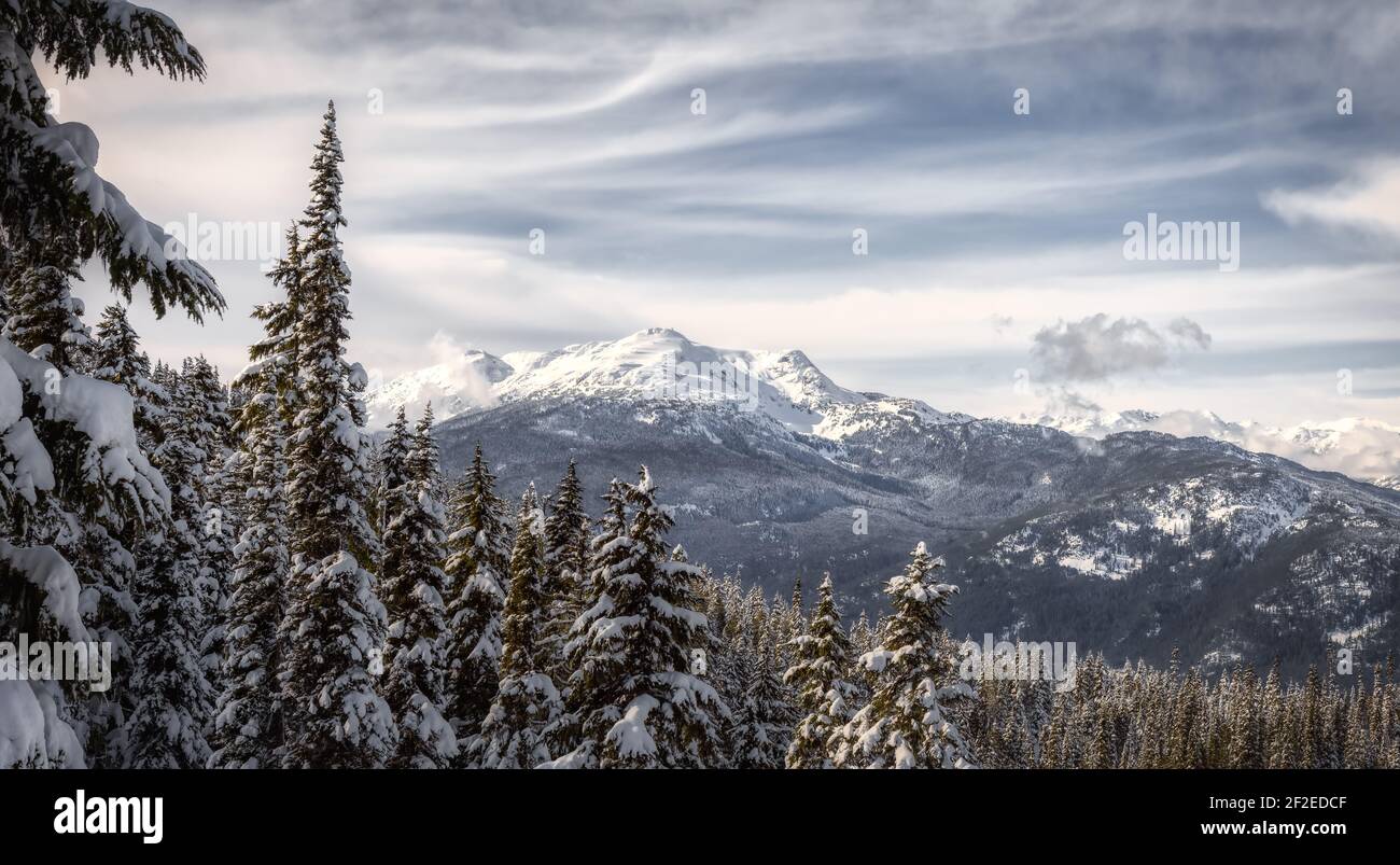 Snow Covered Green Trees in the Forest with Canadian Mountain Landscape ...