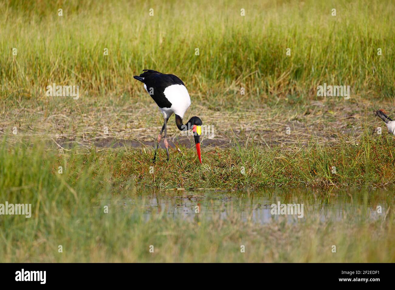 Stork drinking hi-res stock photography and images - Alamy