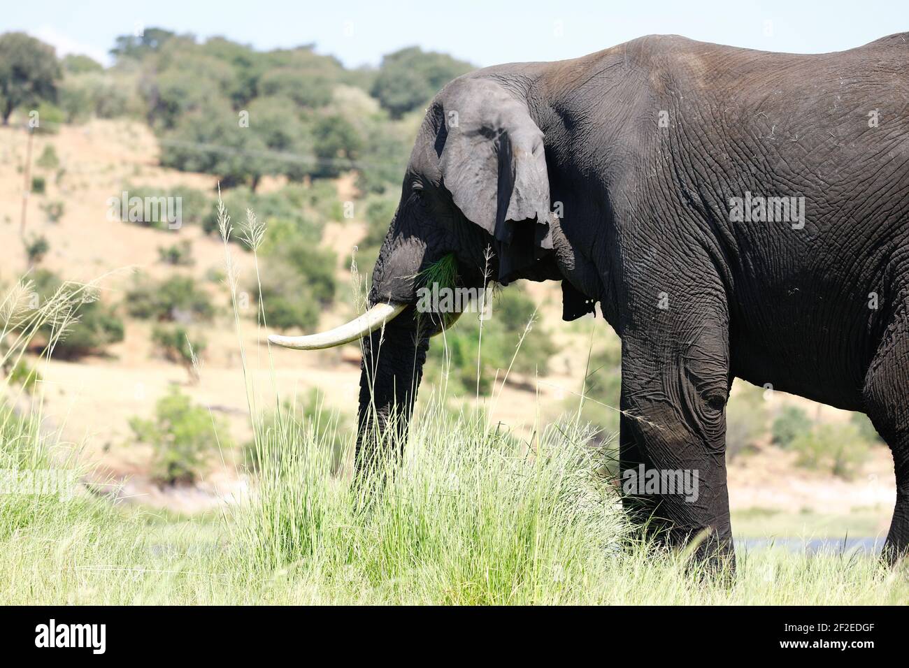 Closeup elephant long tusks hi-res stock photography and images - Alamy