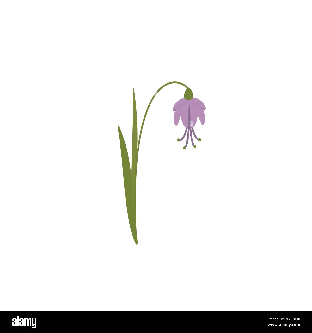 Bluebell the plant Stock Vector Images - Alamy