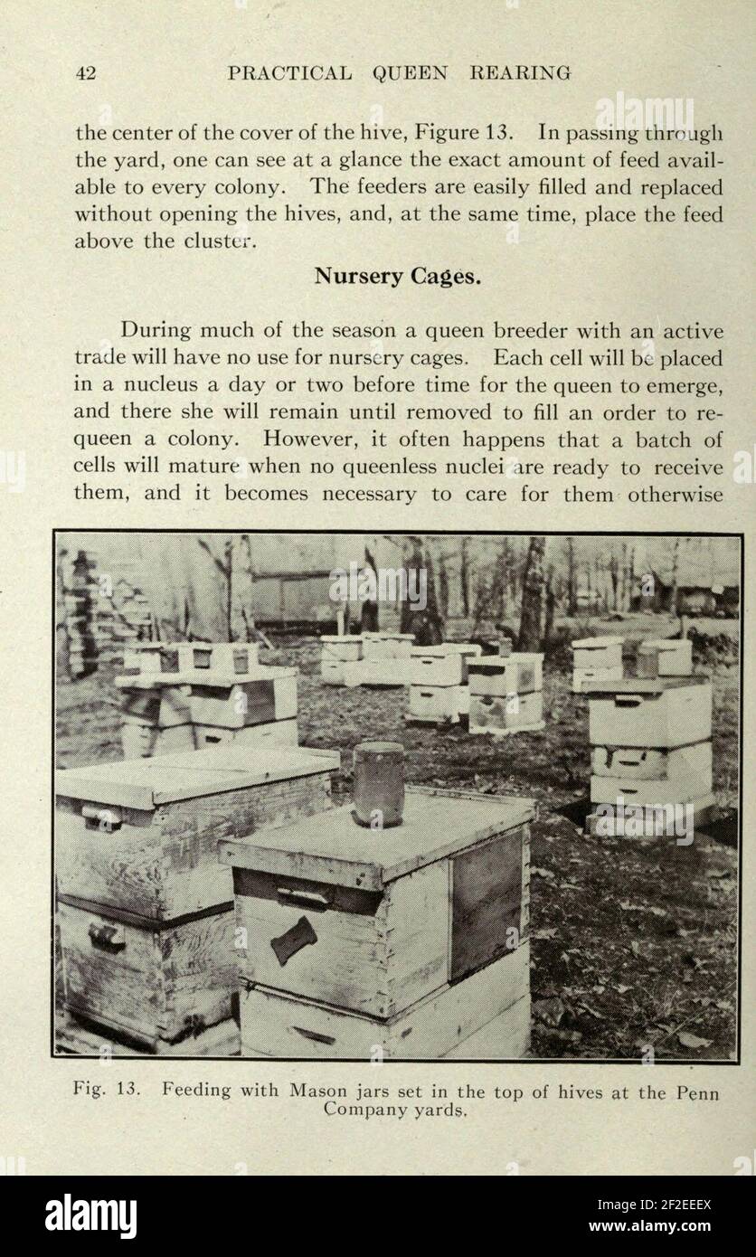 Practical queen rearing (Page 42 Stock Photo - Alamy