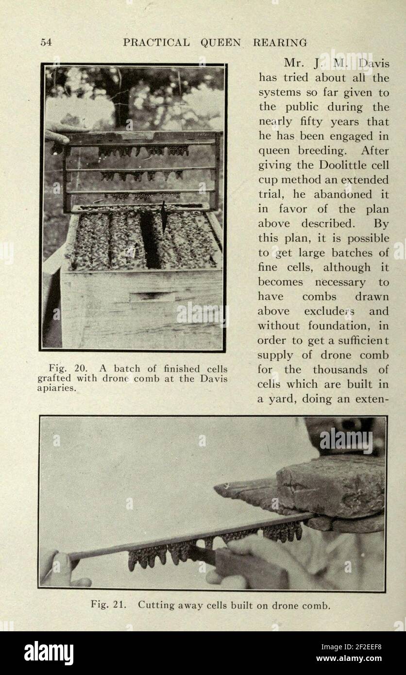 Practical queen rearing (Page 54 Stock Photo - Alamy