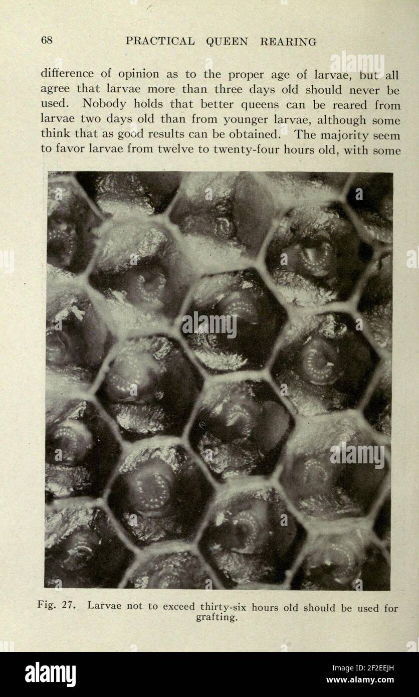 Queen rearing hi-res stock photography and images - Alamy