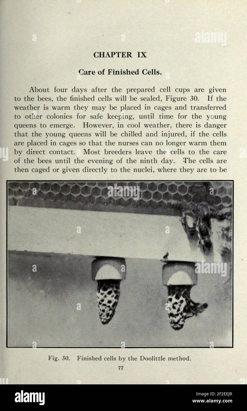 Practical queen rearing (Page 77 Stock Photo - Alamy