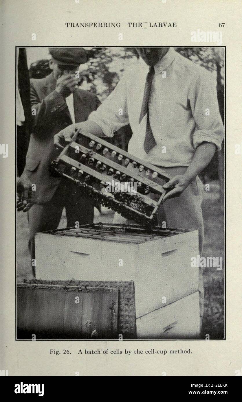 Practical queen rearing (Page 67 Stock Photo - Alamy